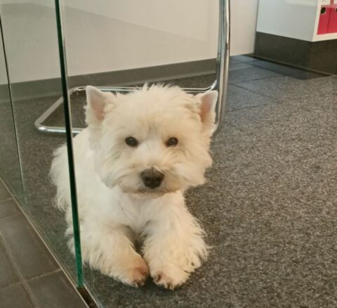 German Legacy Pumps - German Legacy Pumps